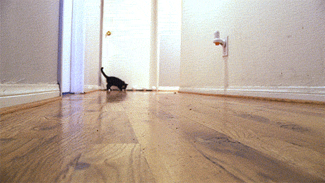 13 Funny GIFs With Cats on Wood Flooring – Emma Barker Jones – Medium