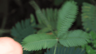 Episode 5: Why Do Touch-Me-Not Plants Recoil? – Completely Optional ...