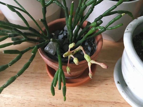Propagation – Biophilia Magazine – Medium