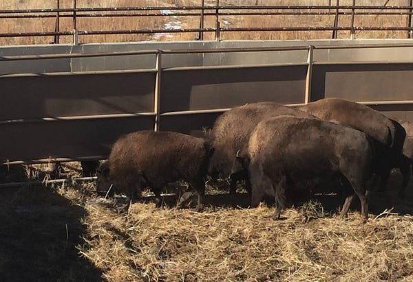 Bison Conservation: A Lesson in Patience – Fish and Wildlife Service ...