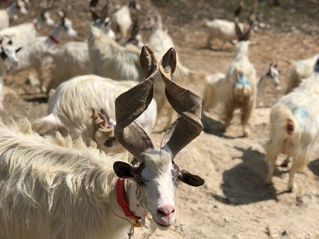 Archive of stories published by Cheese Chronicles – Medium