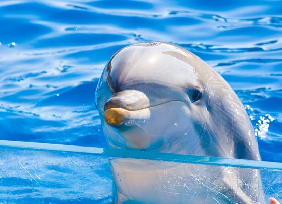 Dolphins With Human Teeth