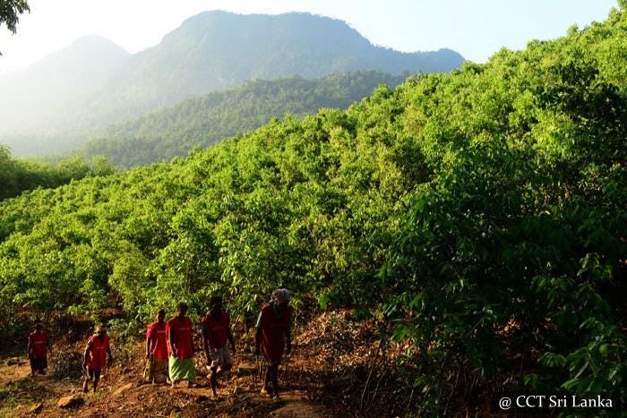 Disease Prediction in Cinnamon Cultivation with SenzAgro Platform