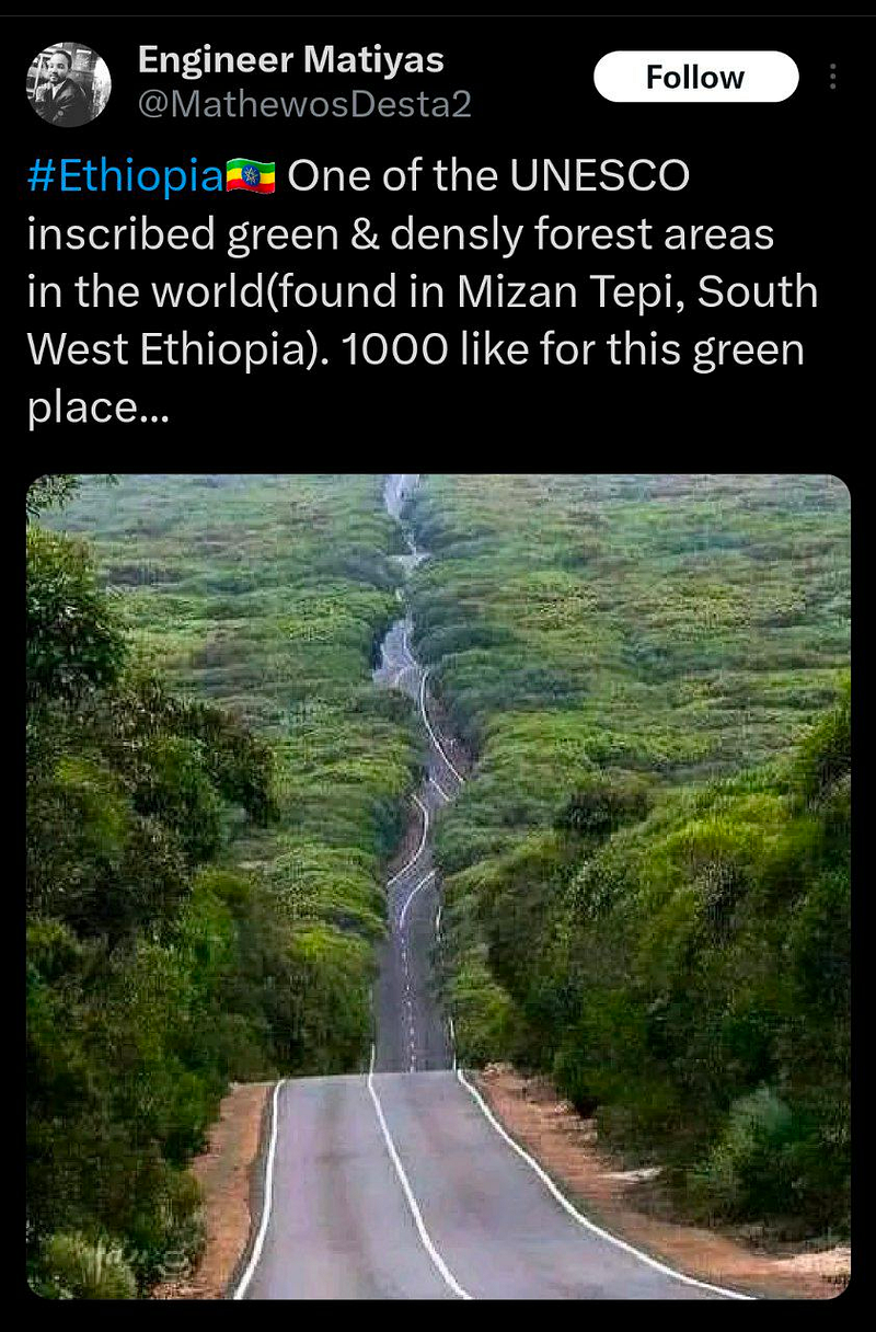 FALSE: This photo is not of a dense forest in Mizan Tepi, South West ...