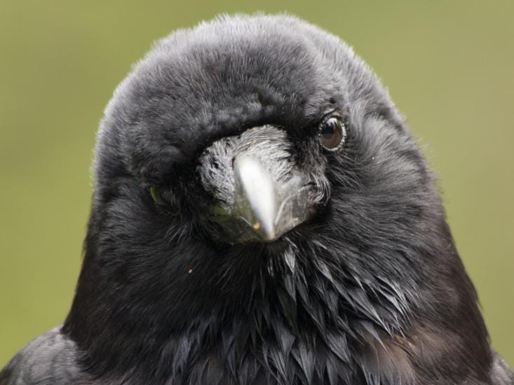 30 Fun facts about Crows that’ll have you cawing for more! - The Fact Site