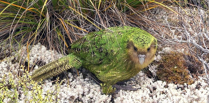 20 Secret about the Kakapo rarest bird! - The Fact Site