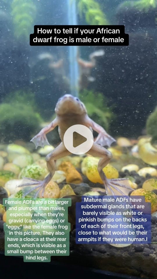How to Tell If African Dwarf Frog is Male Or Female? - Play With Frogs