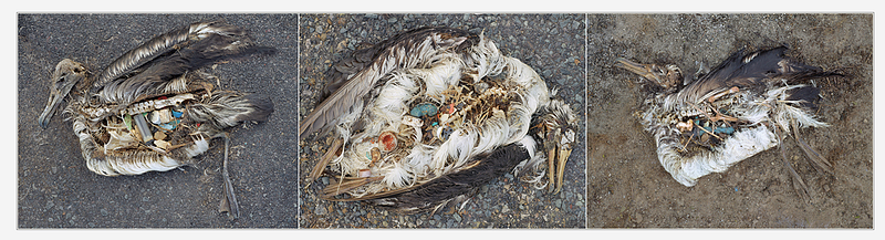 FALSE: This photo of a dead albatross with stomach full of plastic was ...