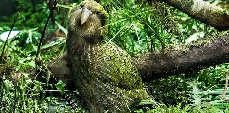 20 Secret about the Kakapo rarest bird! - The Fact Site