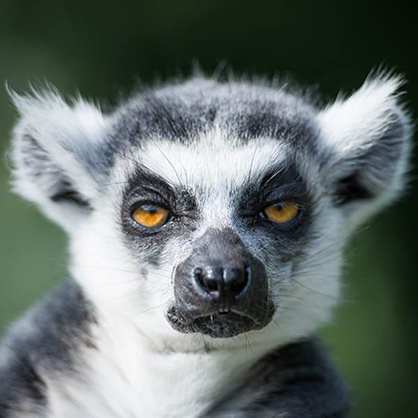 30 Most incredible facts about Lemurs! - The Fact Site