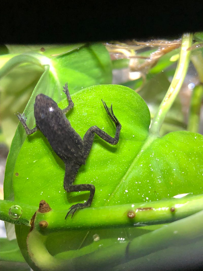 How to Tell If African Dwarf Frog is Male Or Female? - Play With Frogs