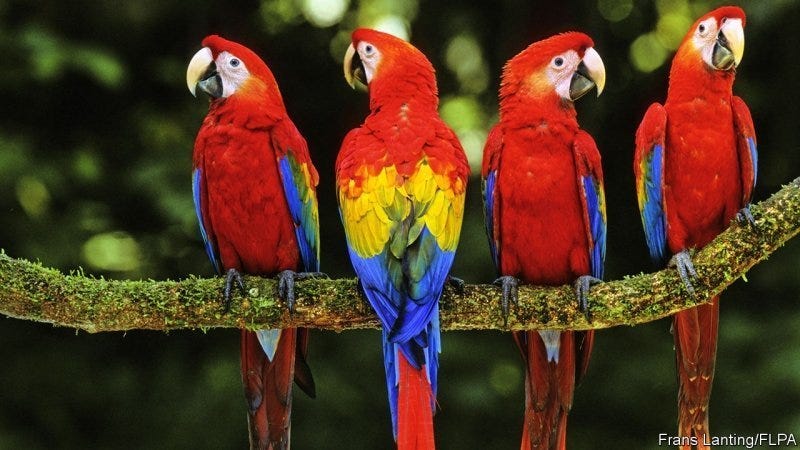 30 Interesting & Colorful facts about Parrots - The Fact Site