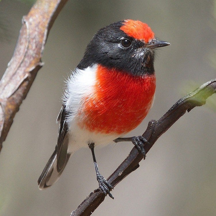 20 Facts about Red Robin that you didn’t know - The Fact Site
