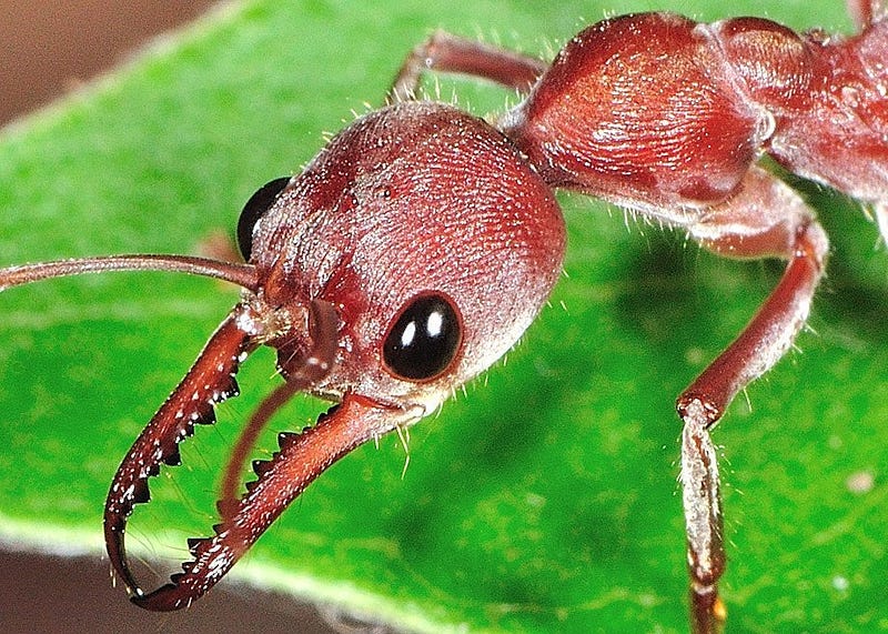 5 Most Incredible Facts About Bulldog Ants! - The Fact Site