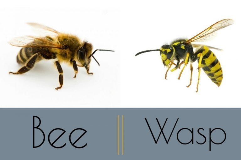 The 4 main differences between BEES and WASPS !!! - The Fact Site