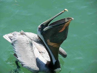 Tooth-beak Revealed – Guardian of the Wilderness – Medium