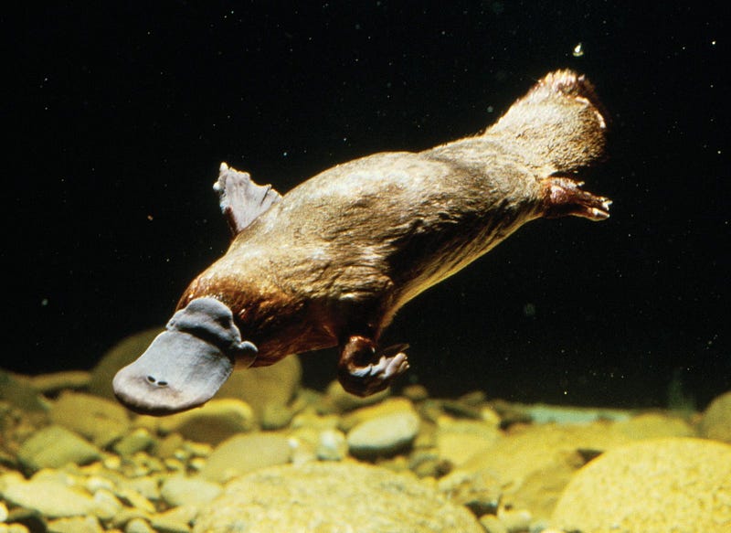 A Dharug Taxonomy of Australian animals | Objects as Ambassadors