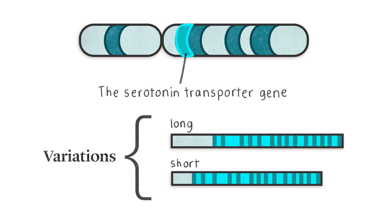 Do you have the emotional sensitivity gene? – University of California ...