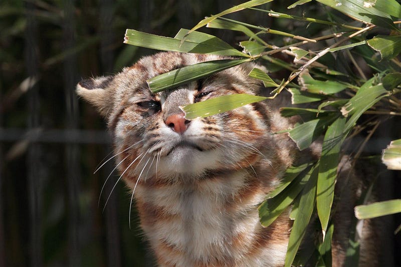 Let’s go see the Tsushima Leopard Cat! – International House – Medium
