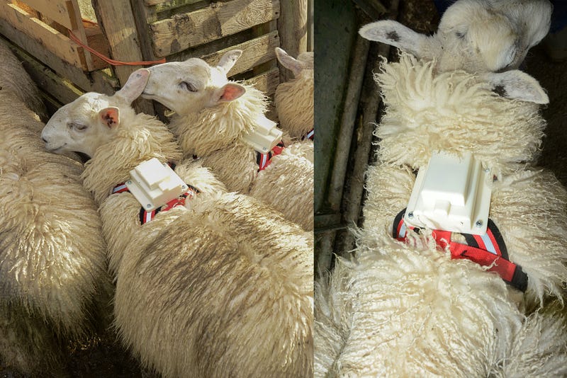 The Farms of the future – BBSRC – Medium