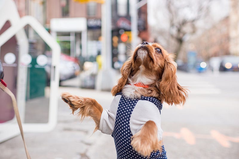 Meredith Zinner Photoshoot! – Dog Parker – Medium