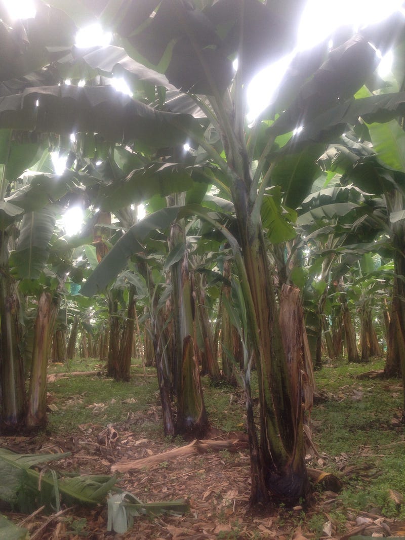 Colombian produce: How teaching and banana farming are similar: