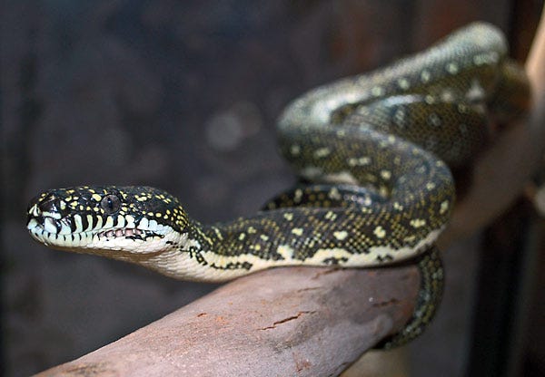 A Dharug Taxonomy of Australian animals | Objects as Ambassadors