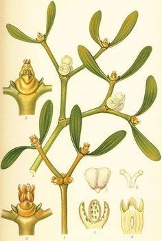 What to Know about Mistletoe Facts and Mythology – Mariecor Agravante ...