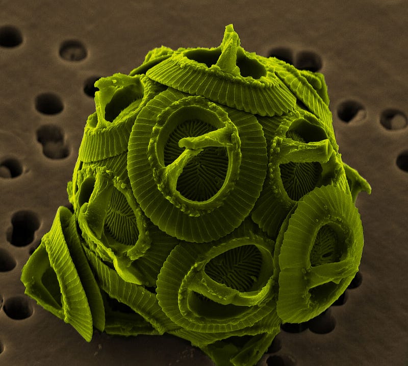 Scientists Make Genetically Engineered Algae That Can Thrive Outdoors ...