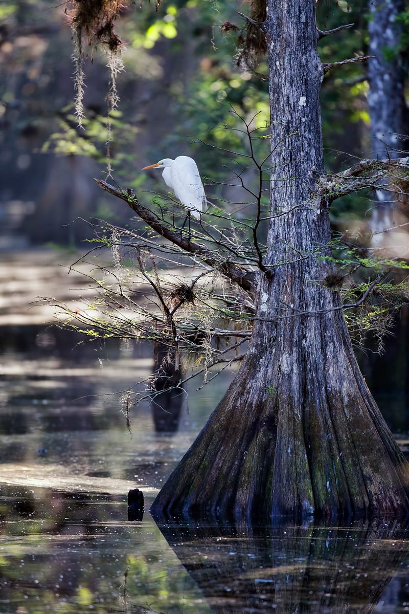 Swamps Defined by Their Trees – Mariecor Agravante – Medium