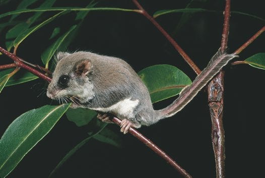 A Dharug Taxonomy of Australian animals | Objects as Ambassadors