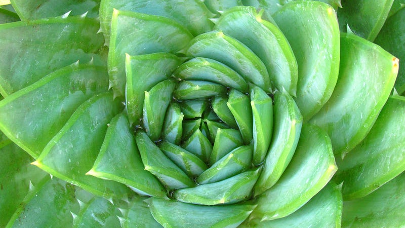 The Ubiquity Of Fibonacci NU Sci Magazine