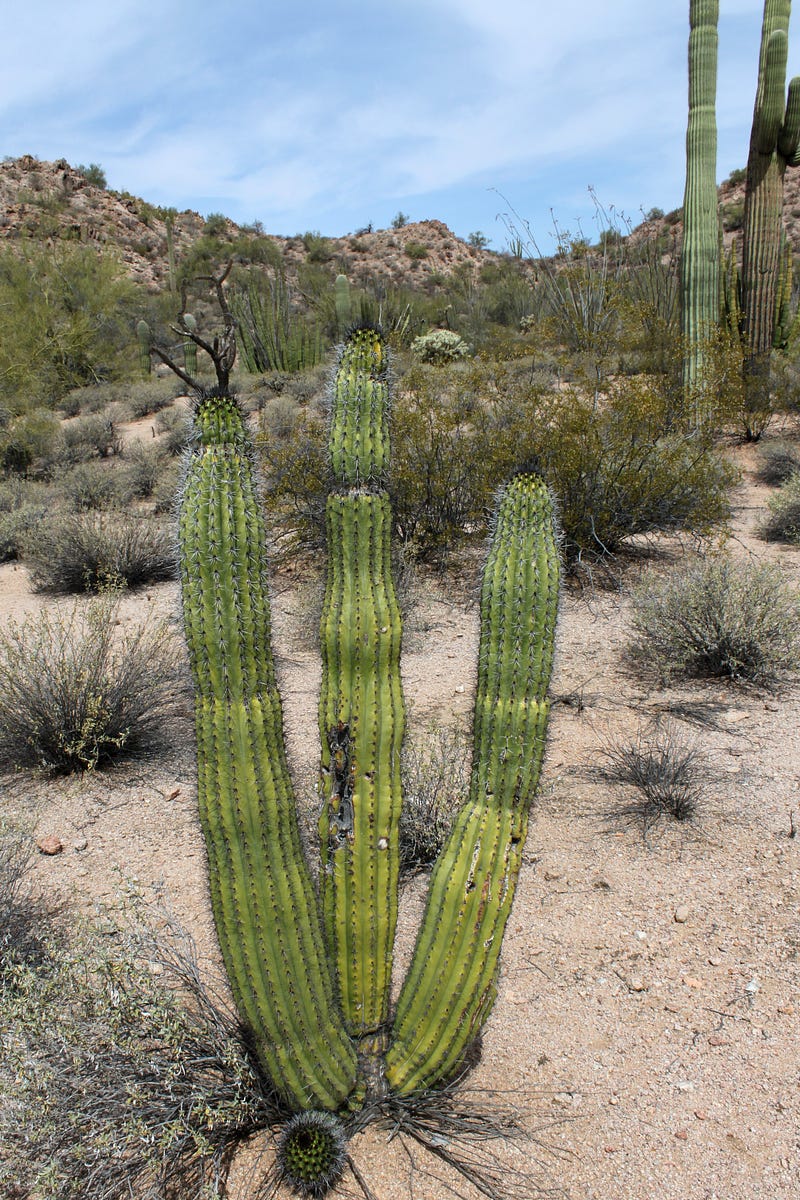 Organ Pipe Cactus National Monument: blooms, cacti & cryptobiotic soil