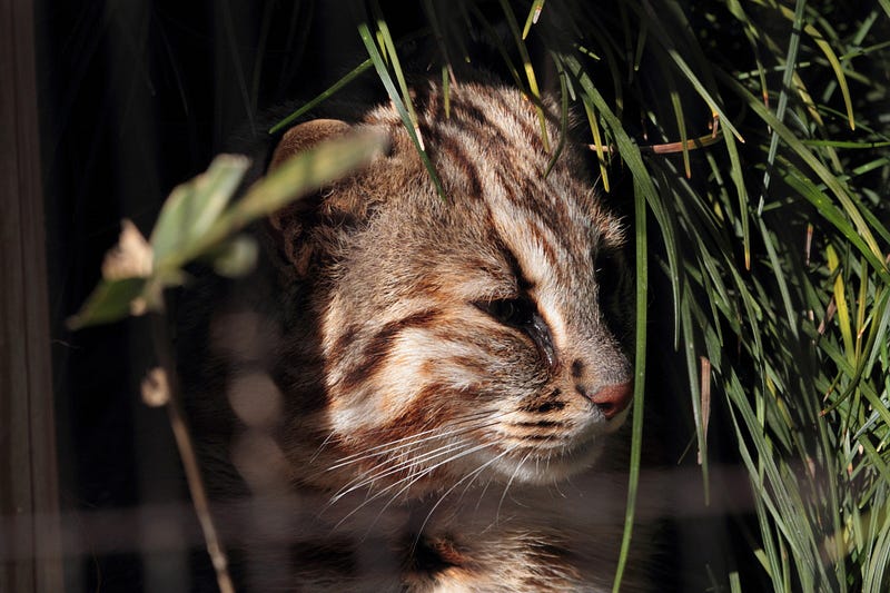 Let’s go see the Tsushima Leopard Cat! – International House – Medium