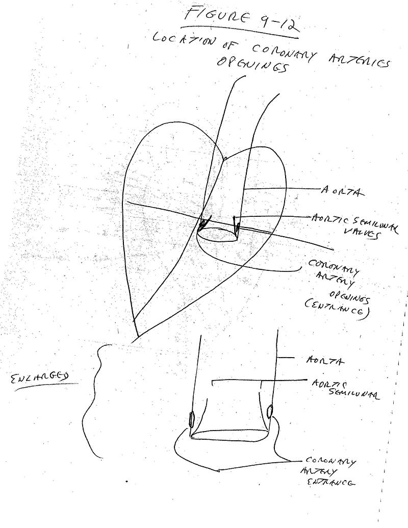 The Mammalian Heart Dissection – Peter Karch, Ph.D. – Medium