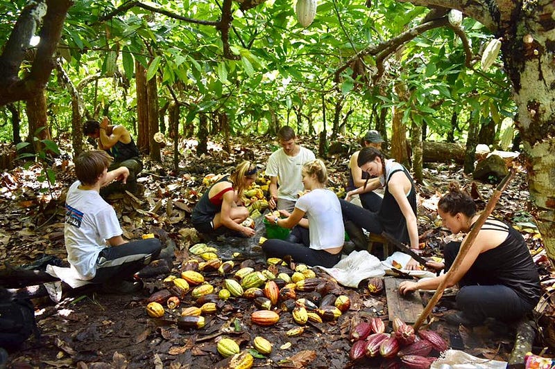 Unveiling the Secrets of Cacao Farming in Costa Rica