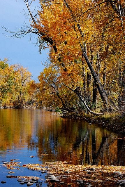 Swamps Defined by Their Trees – Mariecor Agravante – Medium