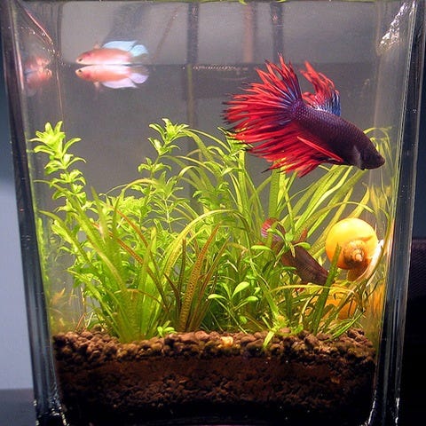 Starostlivosť o akvárium bojovnice pestrej alebo betta splendens