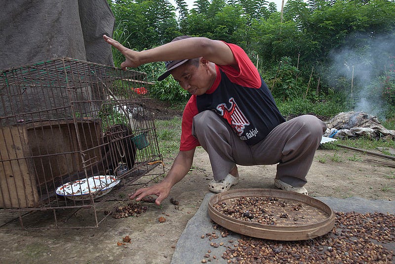 Kopi Luwak: The Good and the Bad of Civet Poop Coffee