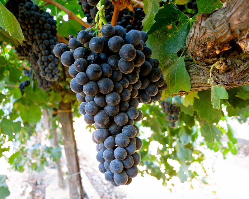 Grape Notes: Petite Sirah – WINE LIFE – Medium
