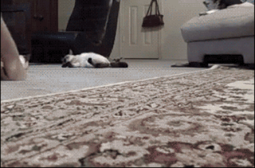 16 Funny GIFs of Cats Playing on Carpets Named After Famous Songs