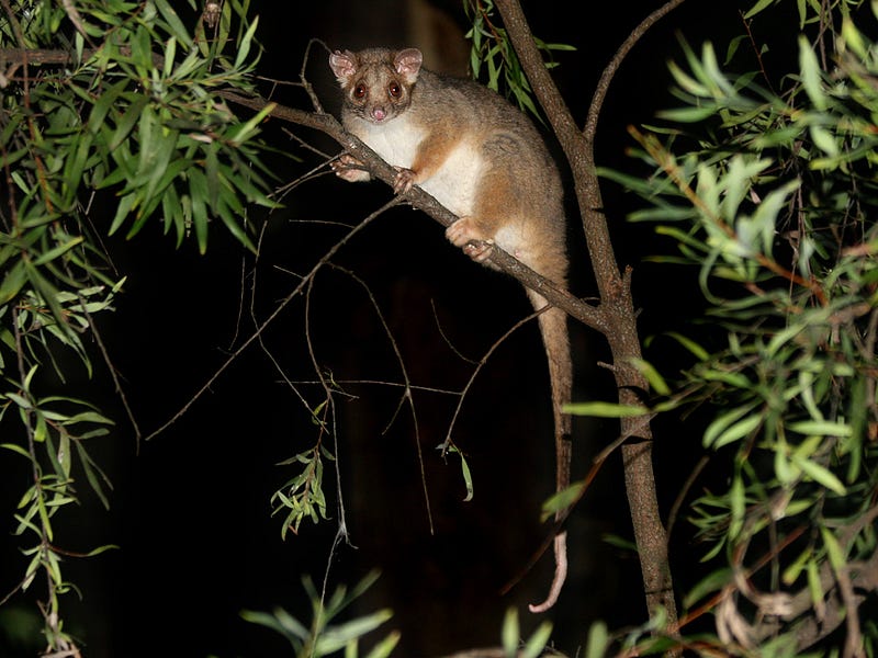 A Dharug Taxonomy of Australian animals | Objects as Ambassadors