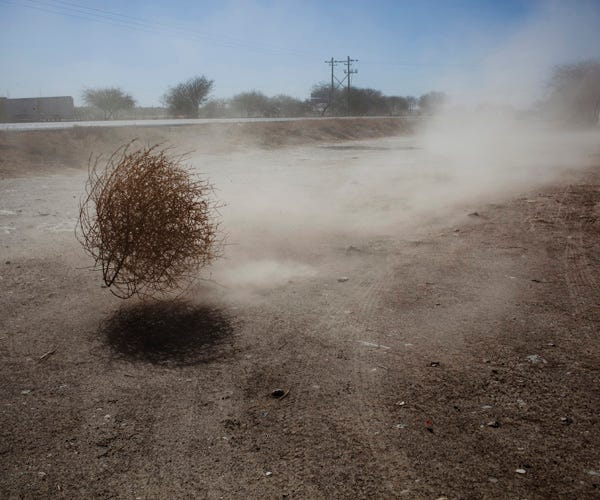 Historia de una invasión – SalvaCactus México – Medium