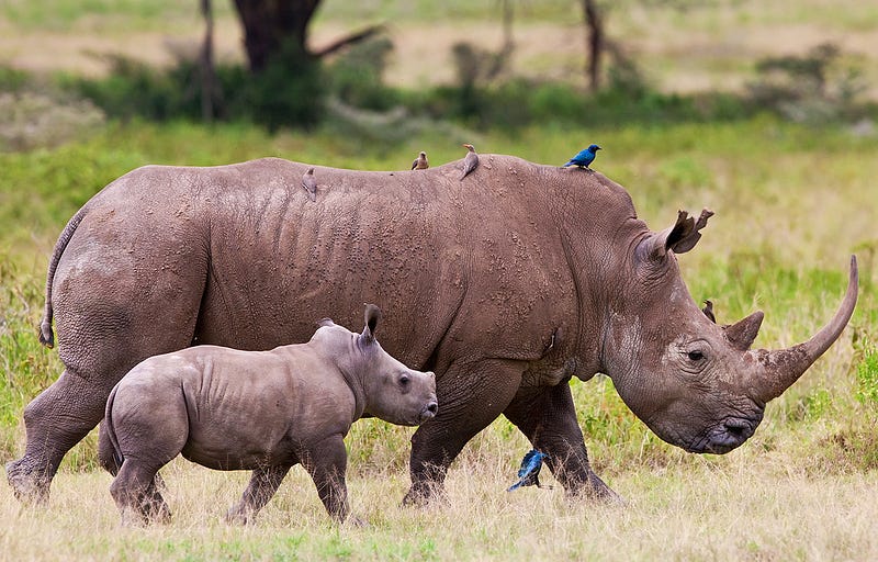 Wild Rhinos Need Our Help — Natural Resources Defense Council — Medium