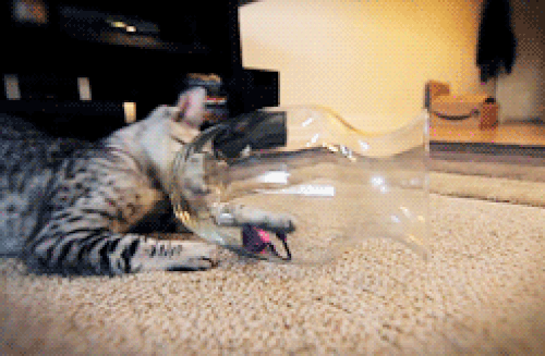 16 Funny GIFs of Cats Playing on Carpets Named After Famous Songs