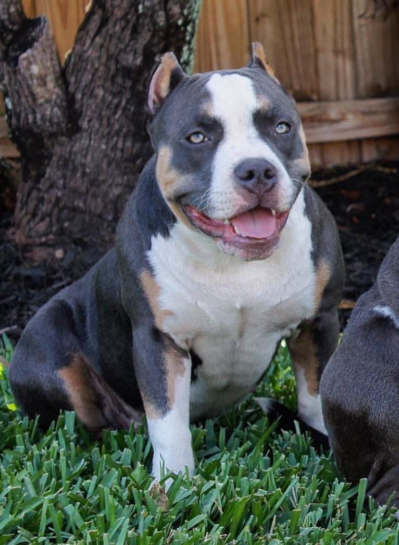TEXAS SIZE BULLIES – BULLY KING Magazine – Medium
