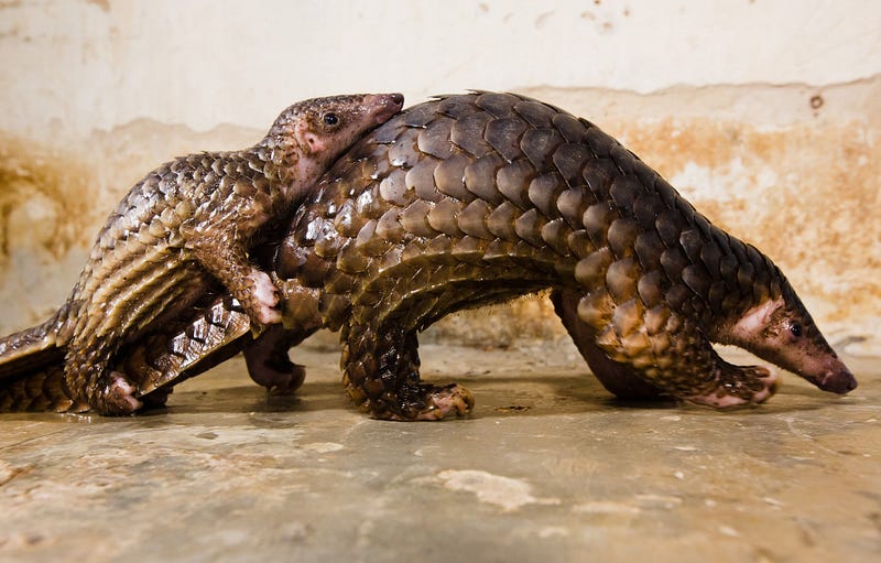 What’s a pangolin? – Save Animals Facing Extinction – Medium