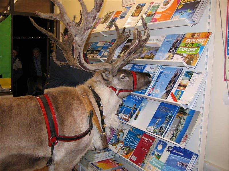 10 things you never knew about reindeer – BBSRC – Medium