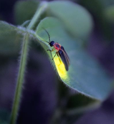 Bioluminescence in Nature – Mariecor Agravante – Medium