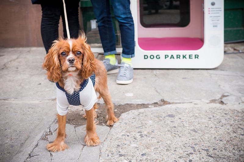 Meredith Zinner Photoshoot! – Dog Parker – Medium
